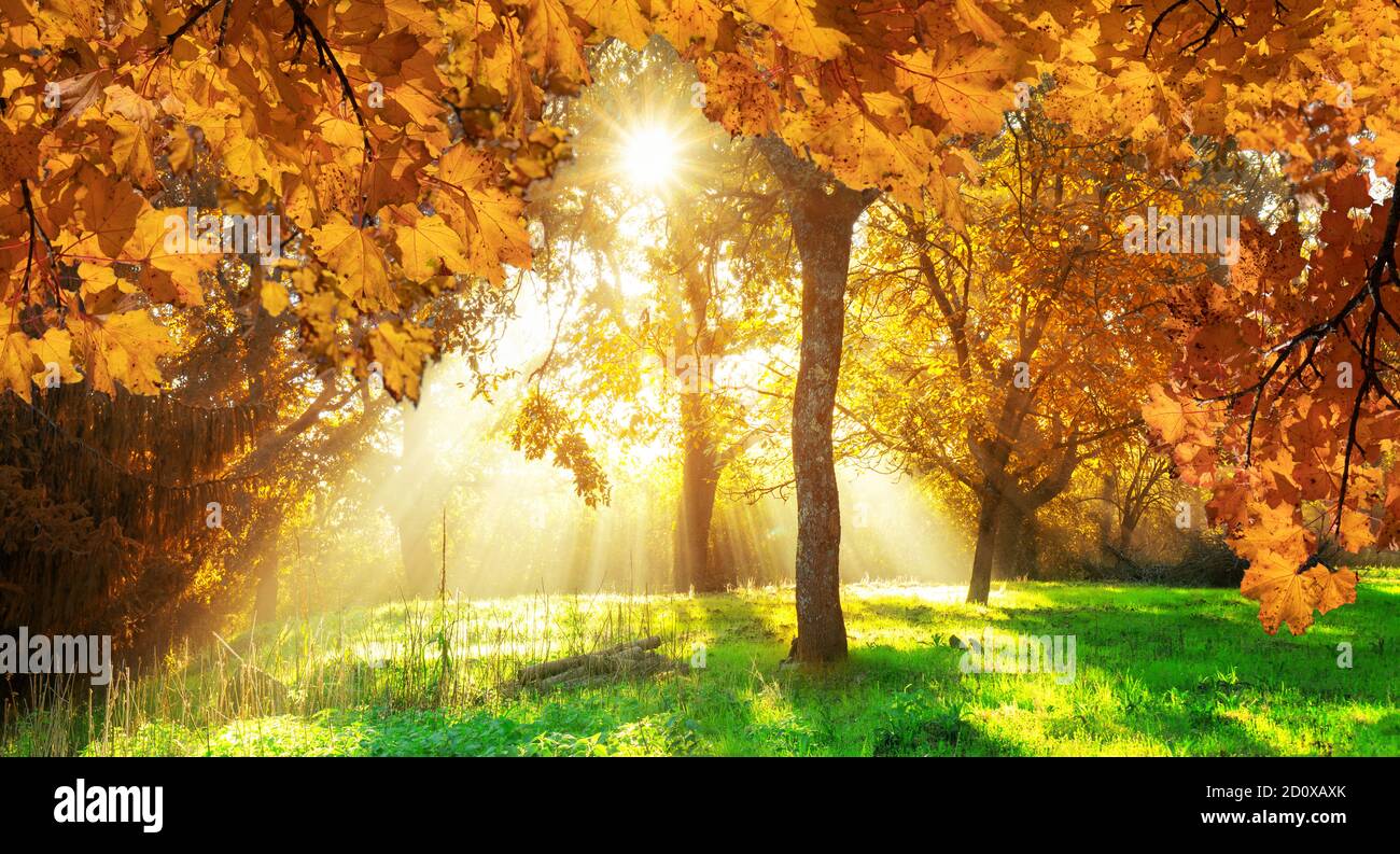 Autumn leaves with forest in background in Transylvania, Romania Stock ...