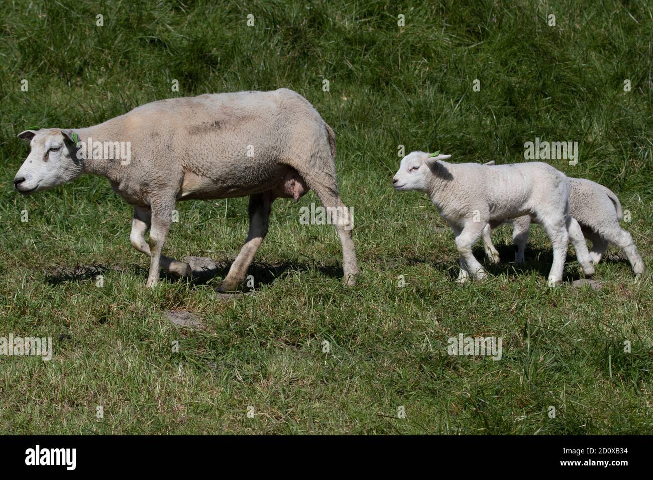 Two little lambs standing hi-res stock photography and images - Alamy