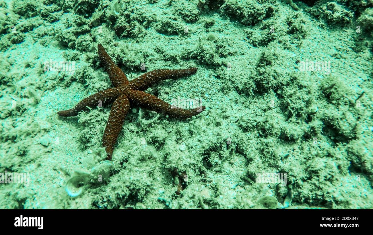 Red sea star underwater. starfish Stock Photo - Alamy