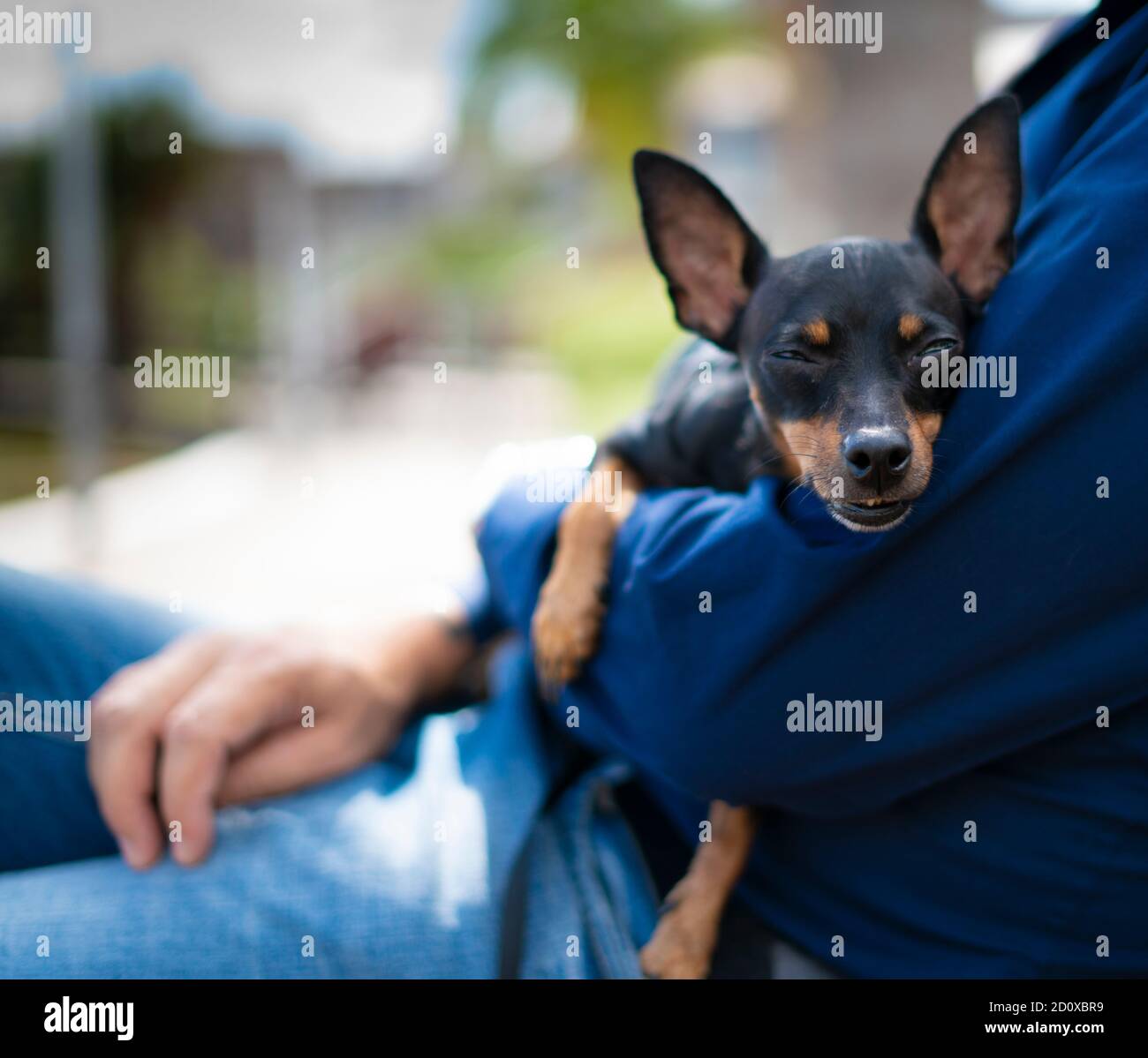Miniature pinscher chihuahua hi-res stock photography and images - Alamy