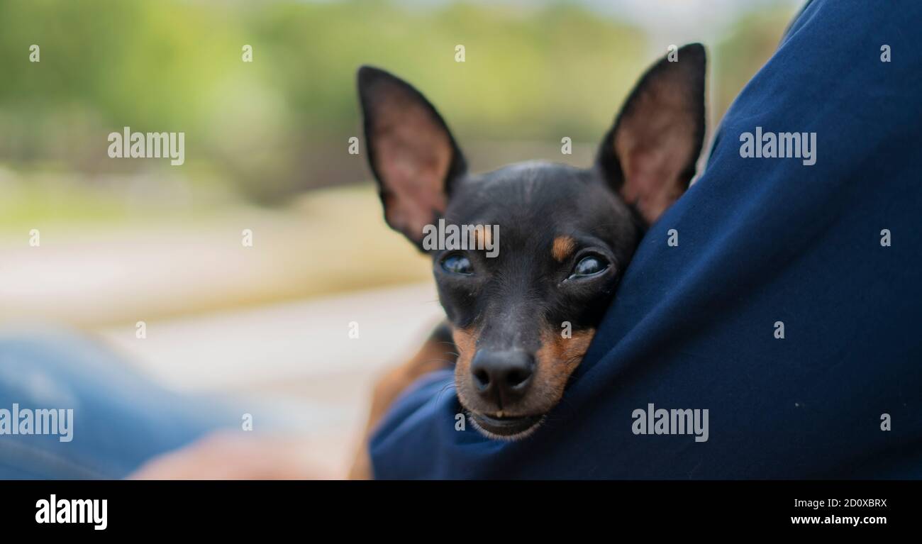 pincher dog in his master's arms. Concept of love for animals Stock ...