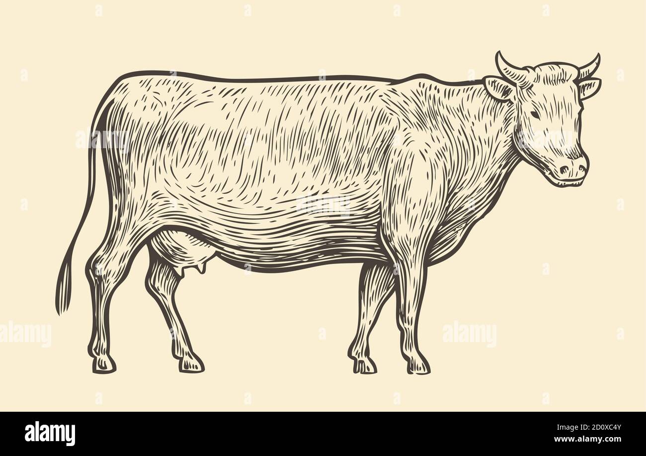 Cow. Hand drawn sketch vintage vector illustration Stock Vector Image ...