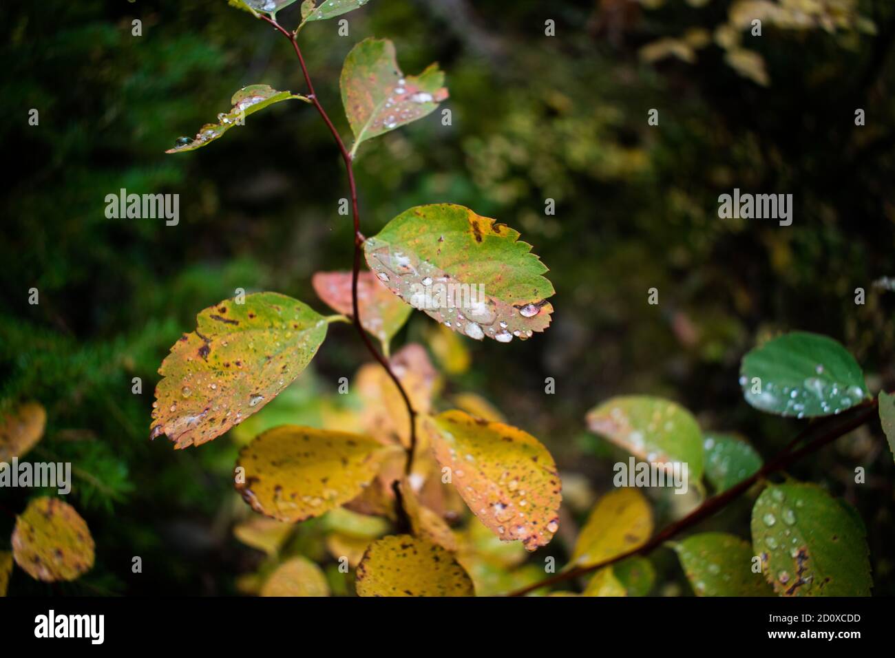 Fall leaves after a light rain storm Stock Photo - Alamy
