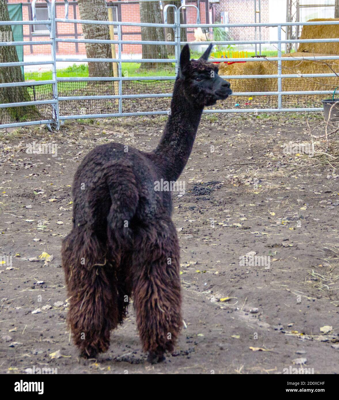 Rear view of a male alpaca, latin Vicugna pacos Stock Photo - Alamy