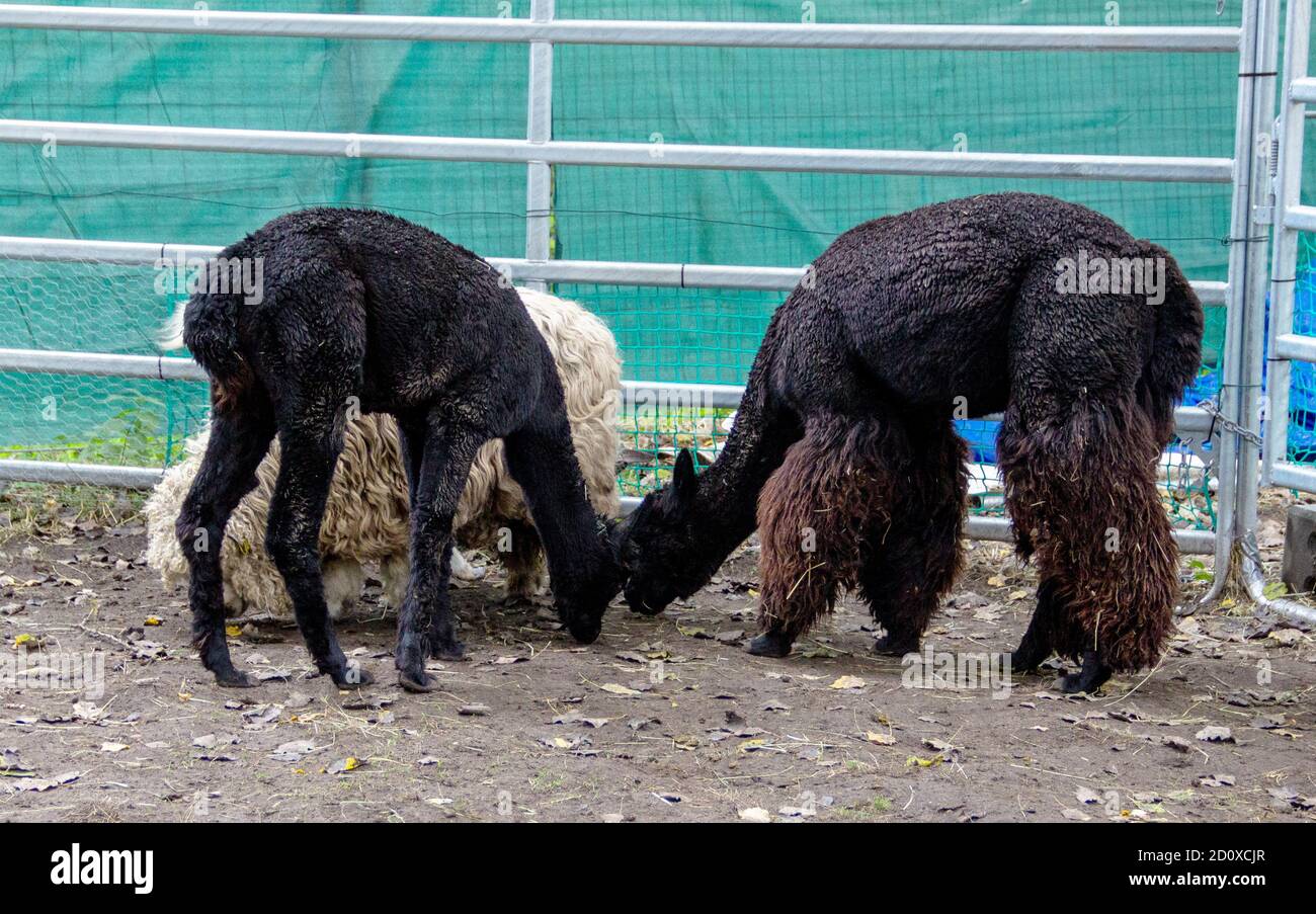 Two alpacas hi-res stock photography and images - Alamy