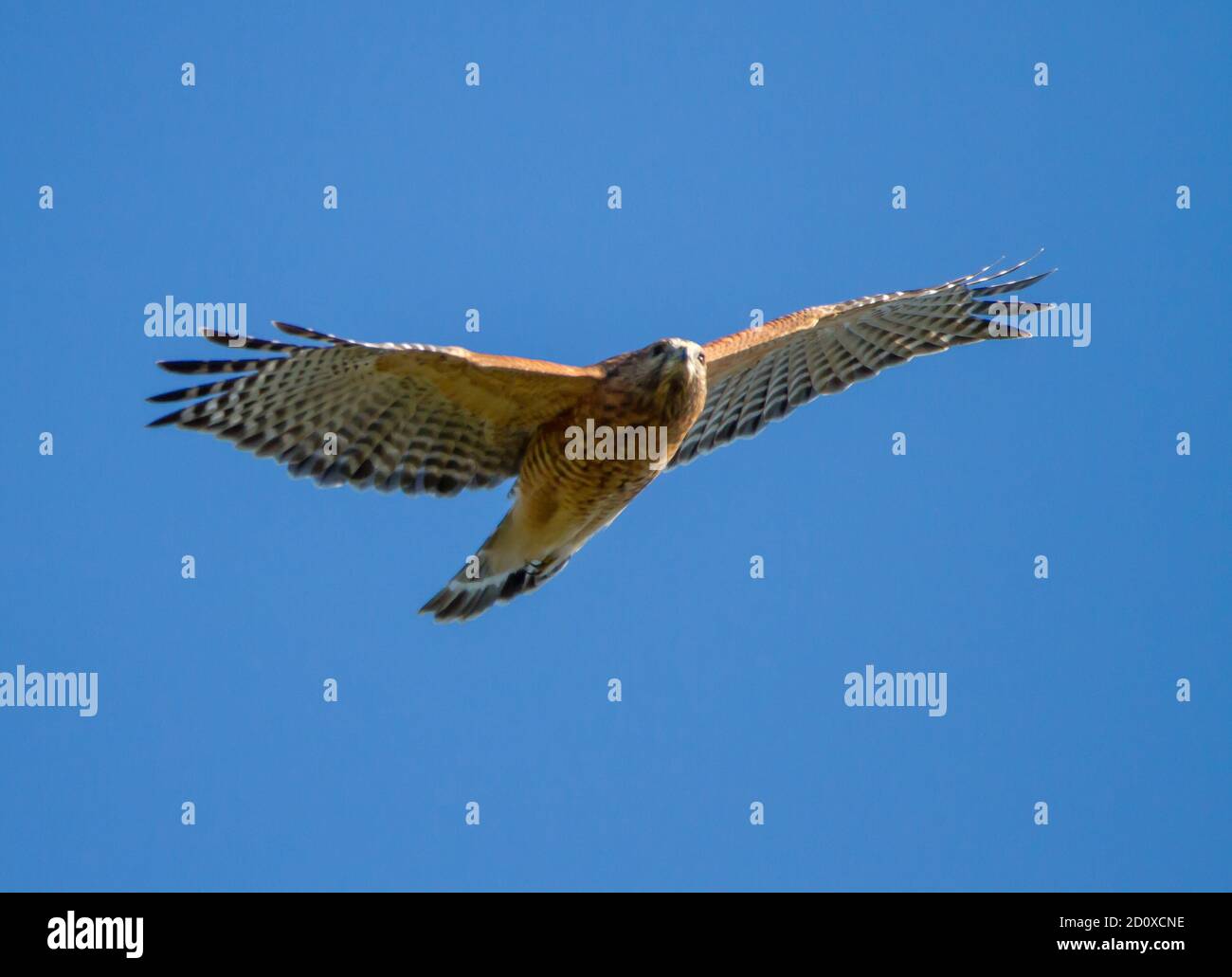 A red-shouldered hawk soaring in a bright blue sky in late afternoon ...