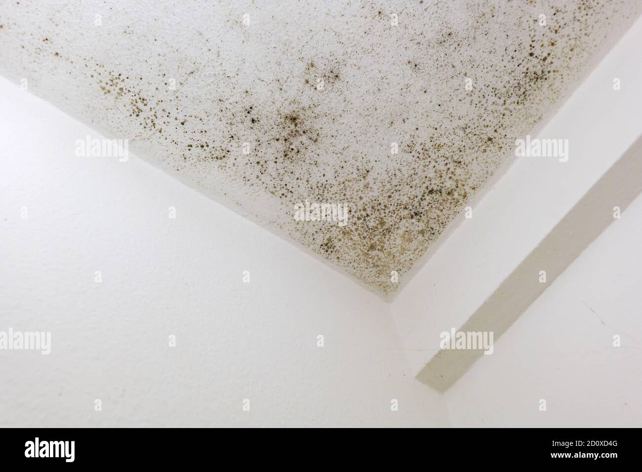 Spot of mold, mould, mildew or fungas on the white plaster surface of ...