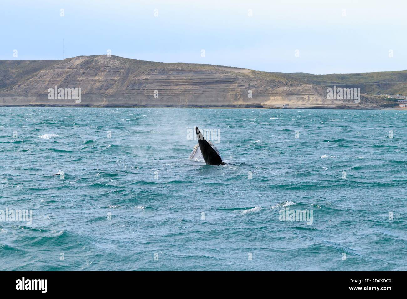 Whale watching from Valdes Peninsula,Argentina. Whale in water ...