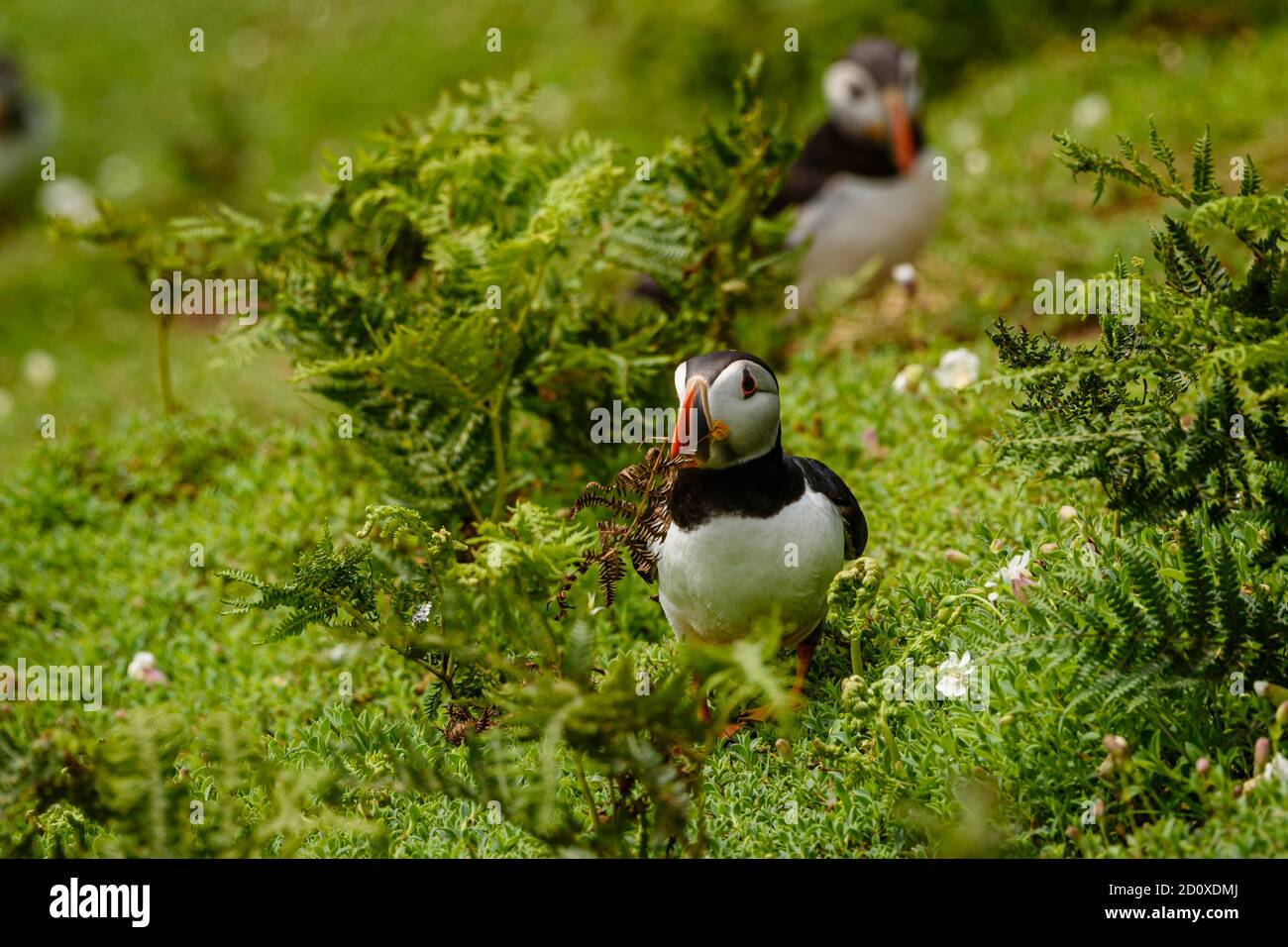 Skomer Island Puffins nesting and interacting with their mates on ...