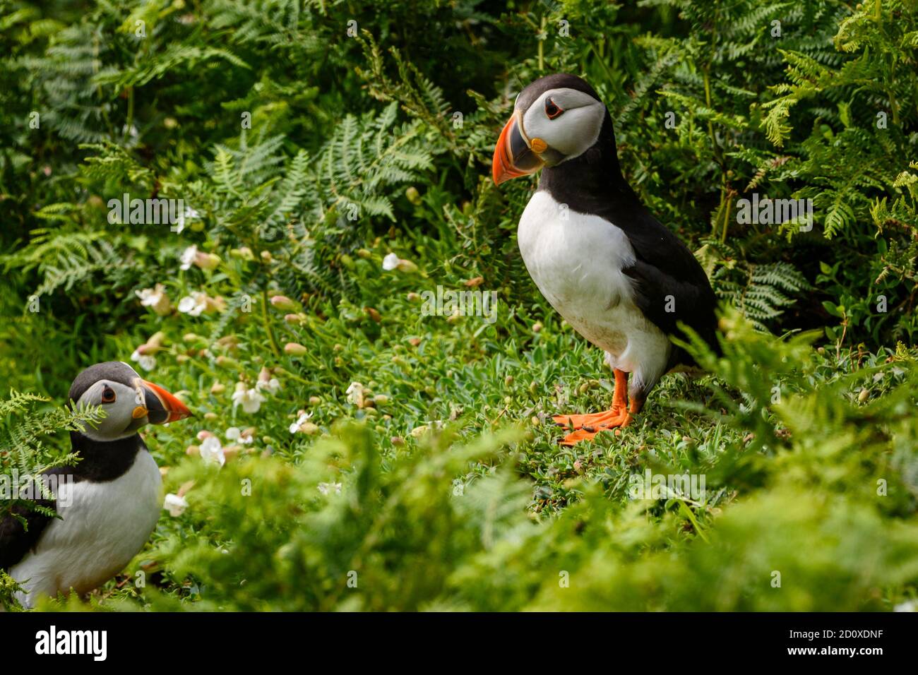 Skomer Island Puffins nesting and interacting with their mates on ...