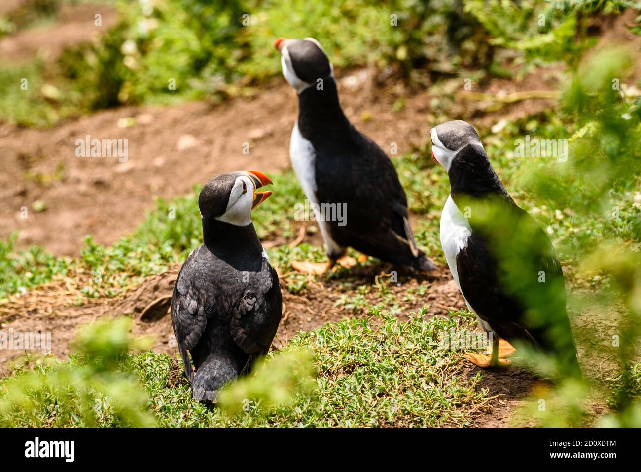 Skomer Island Puffins nesting and interacting with their mates on ...