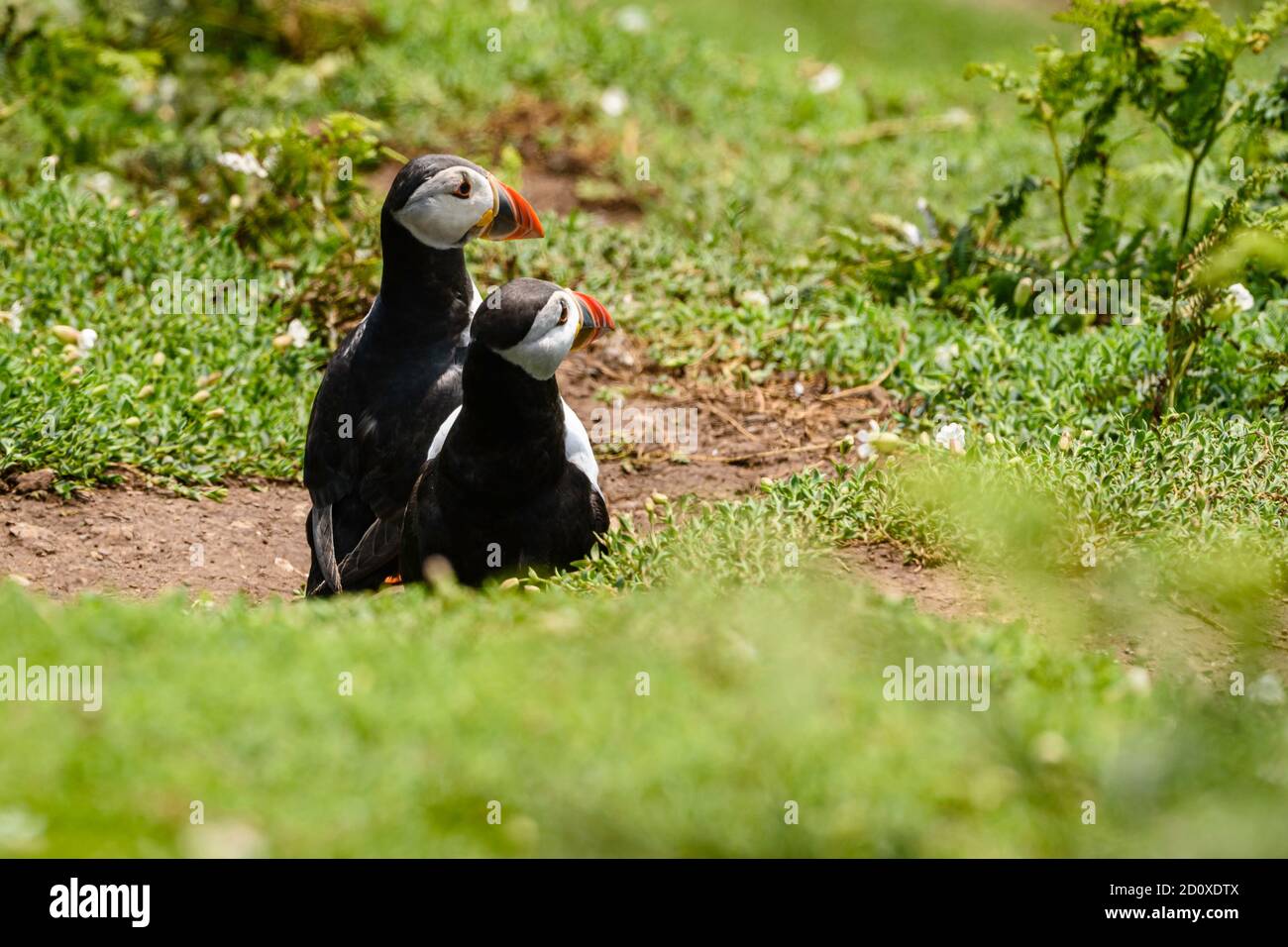 Puffin mates hi-res stock photography and images - Alamy