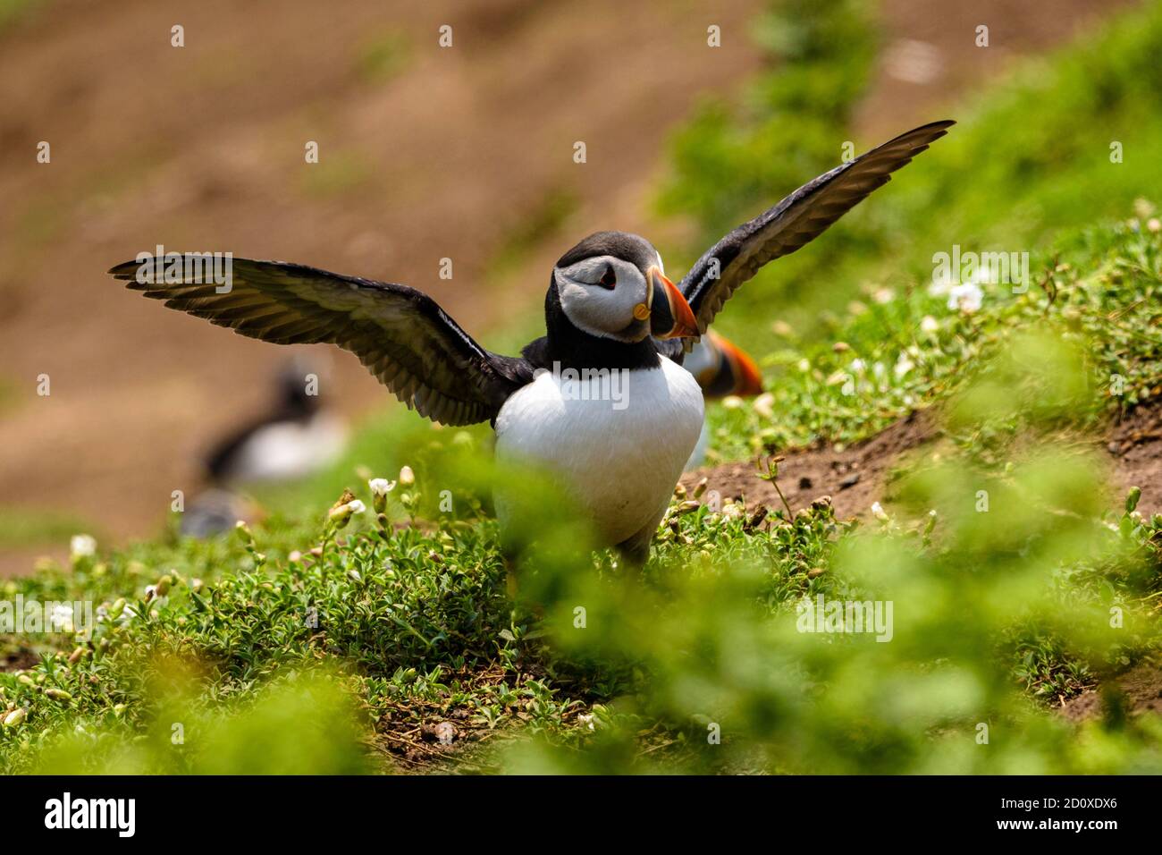 Skomer Island Puffins nesting and interacting with their mates on ...