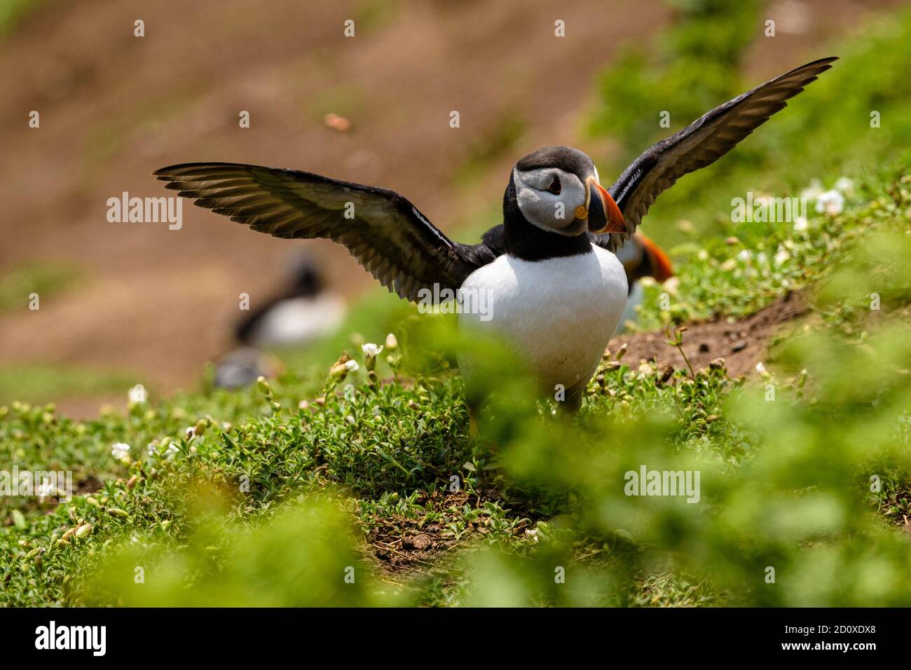 Skomer Island Puffins nesting and interacting with their mates on ...
