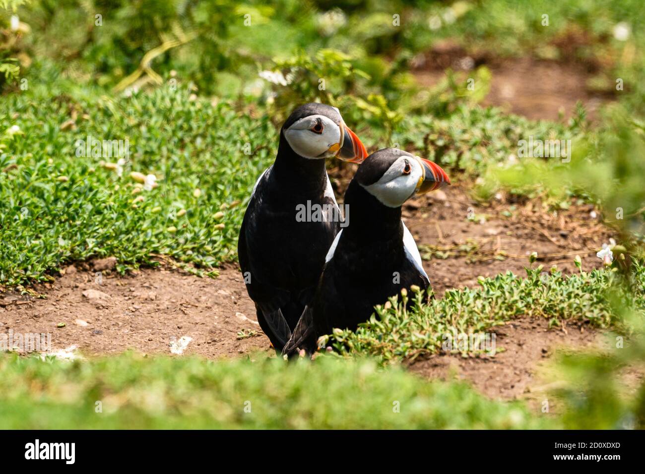 Skomer Island Puffins nesting and interacting with their mates on ...
