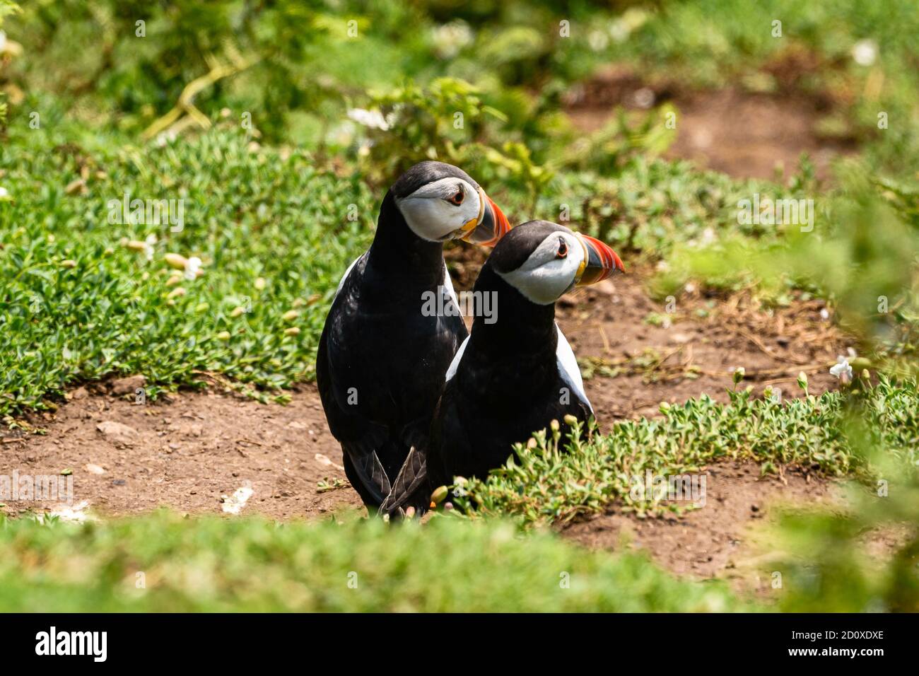 Skomer Island Puffins nesting and interacting with their mates on ...