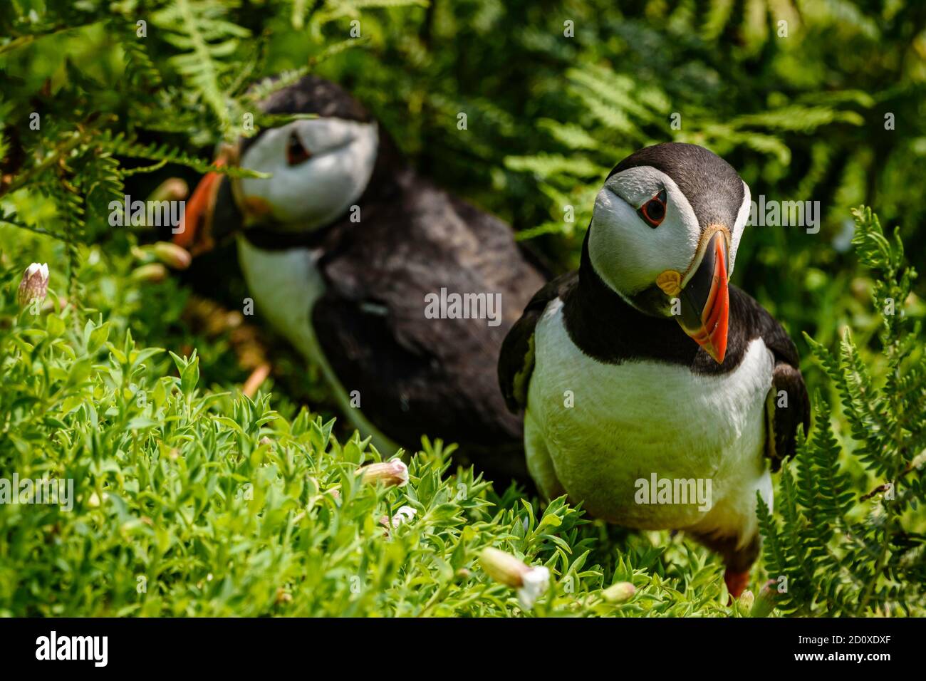 Skomer Island Puffins nesting and interacting with their mates on ...