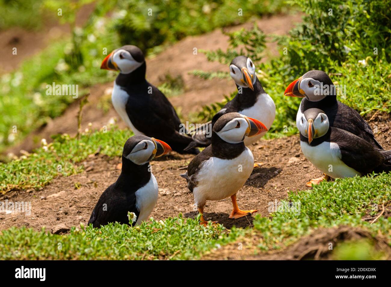 Skomer Island Puffins nesting and interacting with their mates on ...