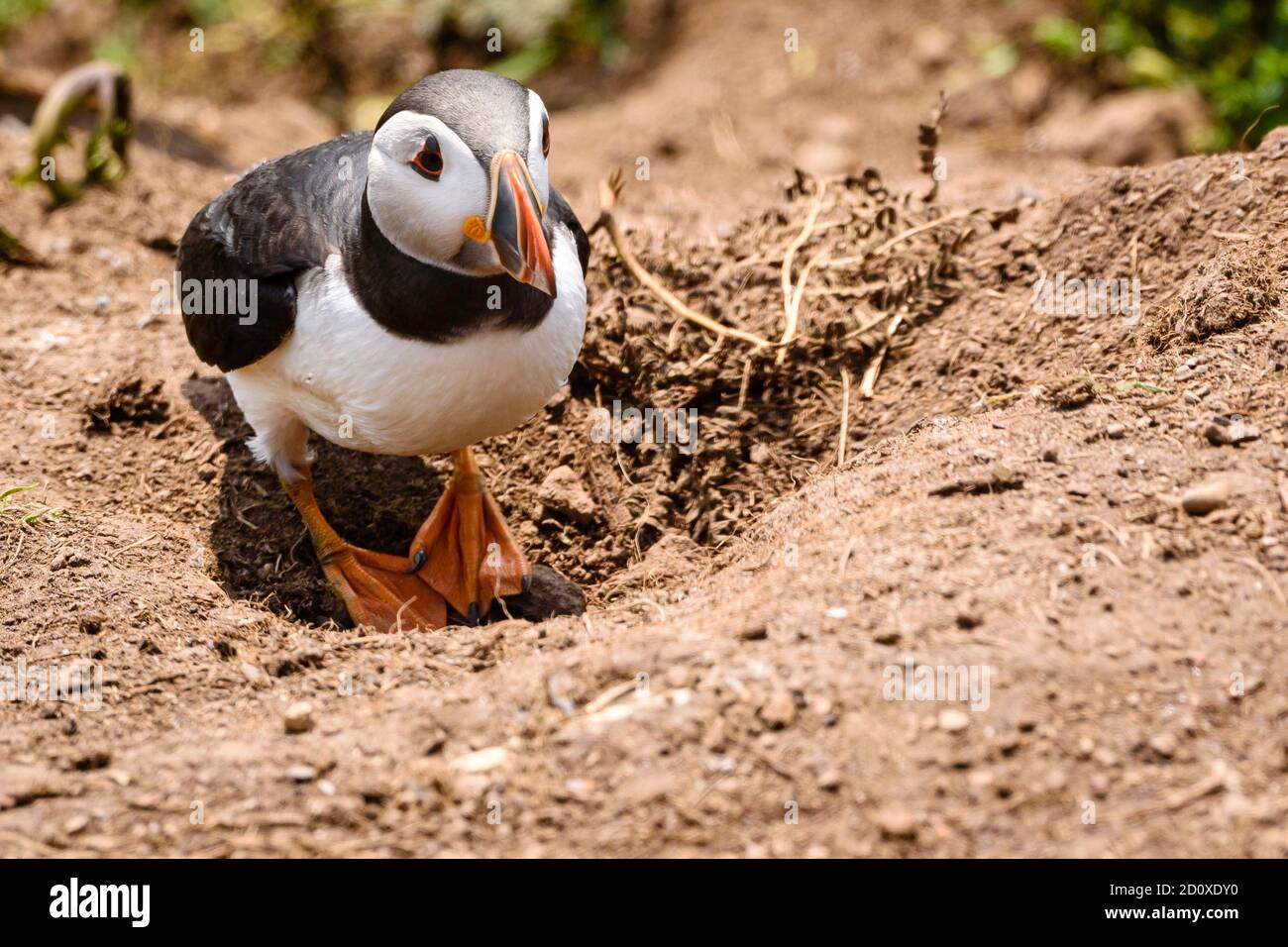 Skomer Island Puffins nesting and interacting with their mates on ...