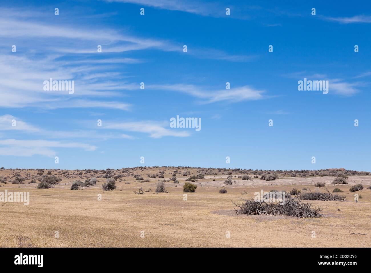 Punta Tombo penguin colony view, Patagonia landscape, Argentina Stock ...