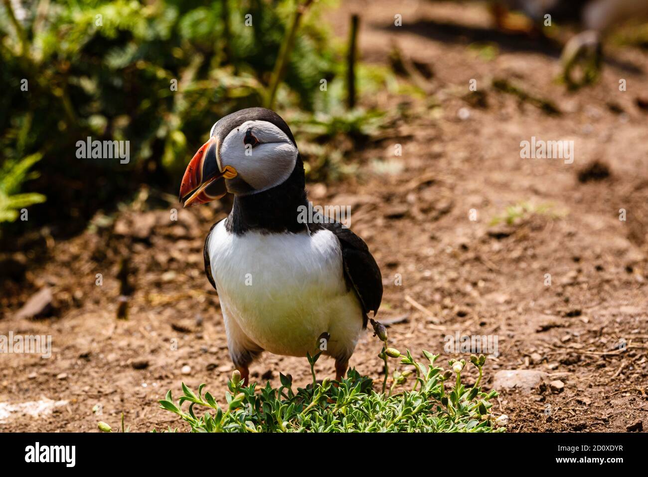 Skomer Island Puffins nesting and interacting with their mates on ...