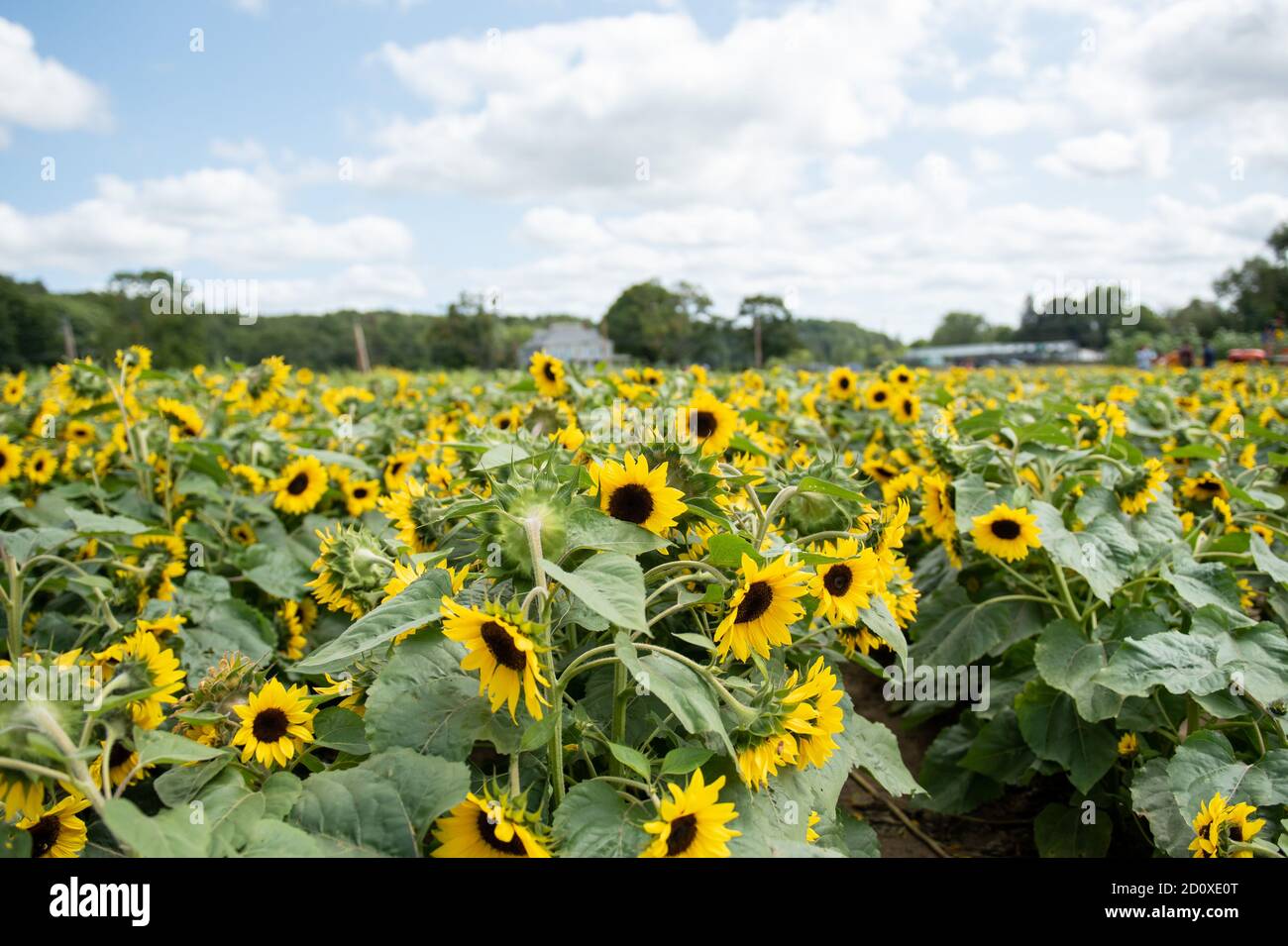 Nice sunflower field hi-res stock photography and images - Alamy