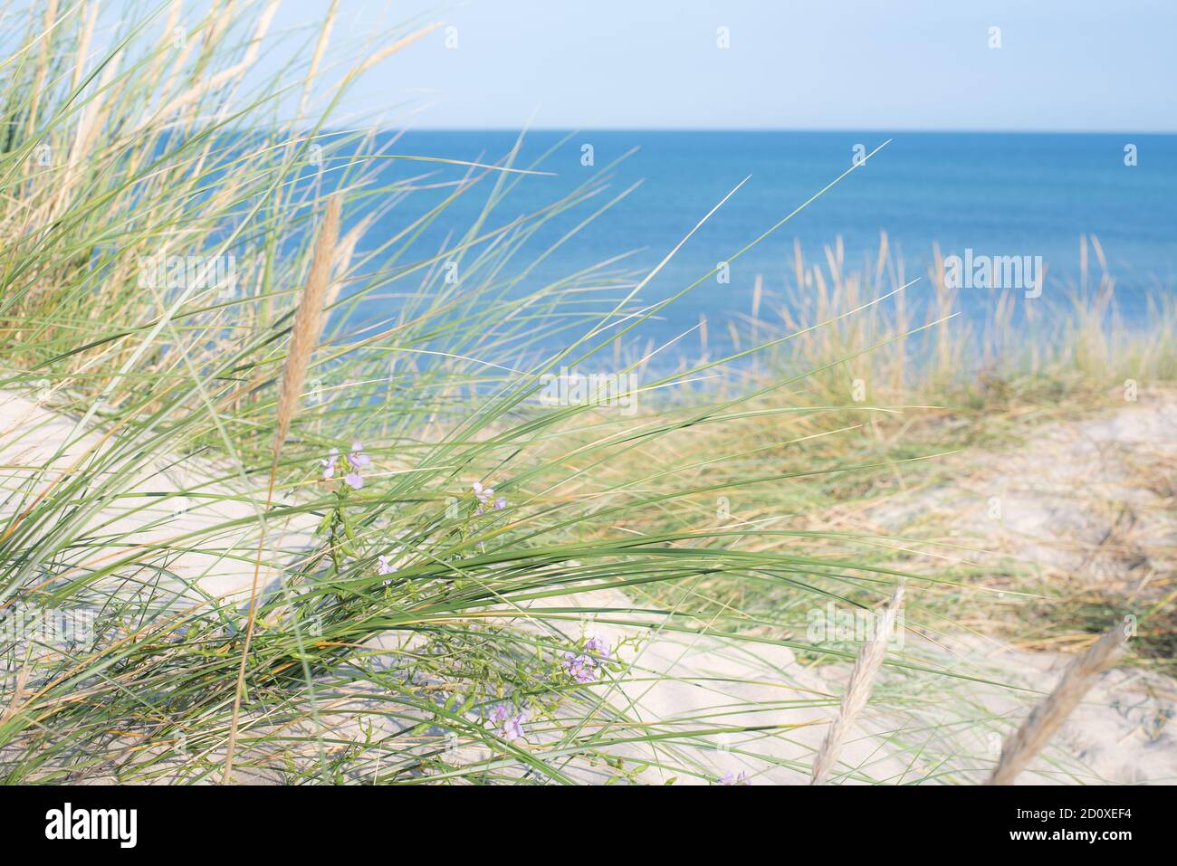 Ryegrass hi-res stock photography and images - Alamy