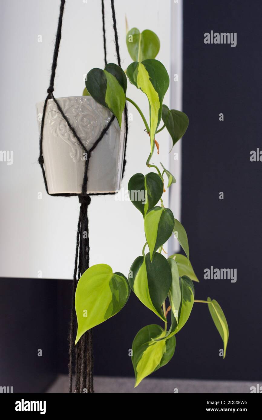 Philodendron pot hi-res stock photography and images - Alamy