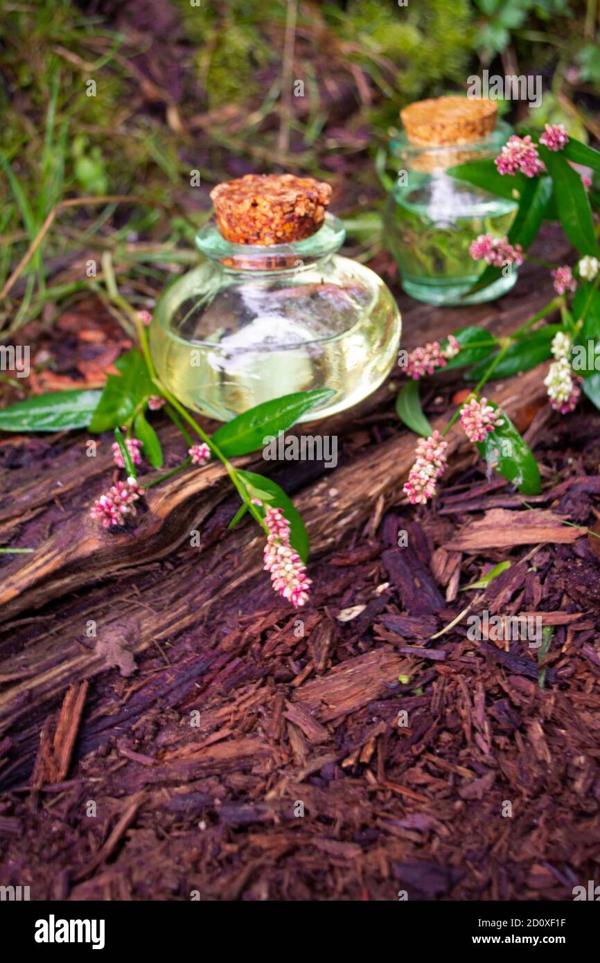 Spotted knotweed hi-res stock photography and images - Alamy