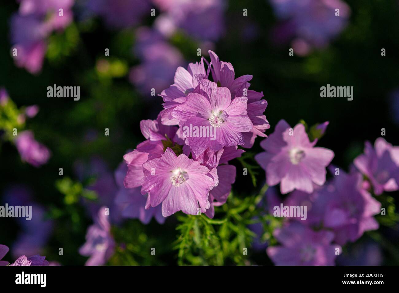 Musk Mallow (Malva moschata rosea) flowers in evening sunlight Stock ...
