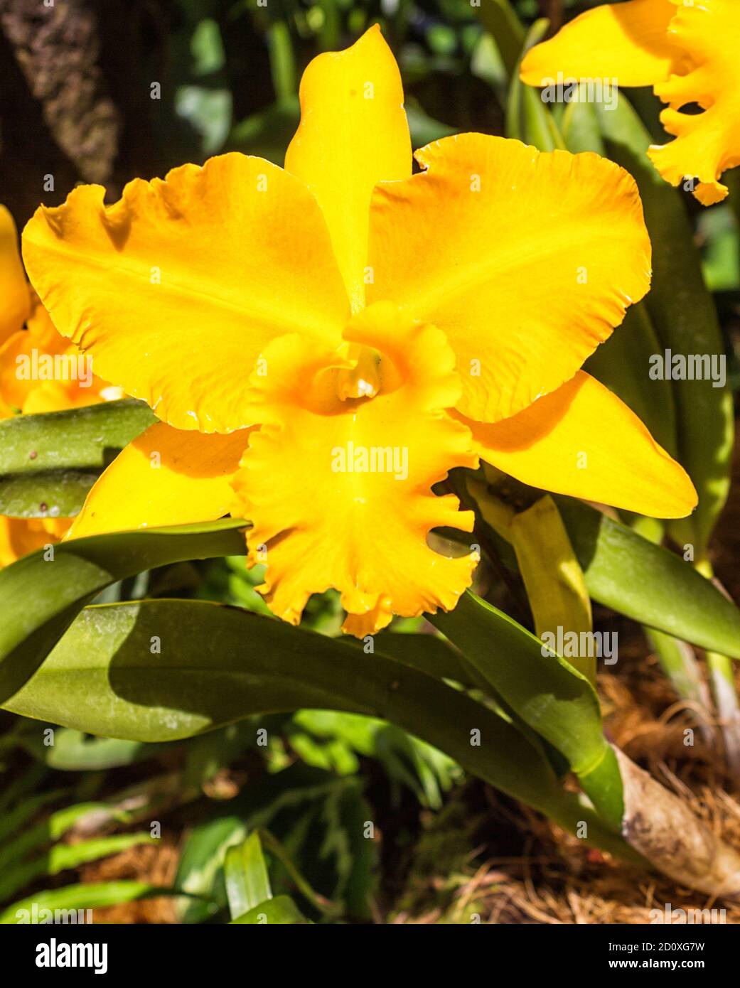 yellow-orange orchid flower in the botanical garden in Singapore Stock ...