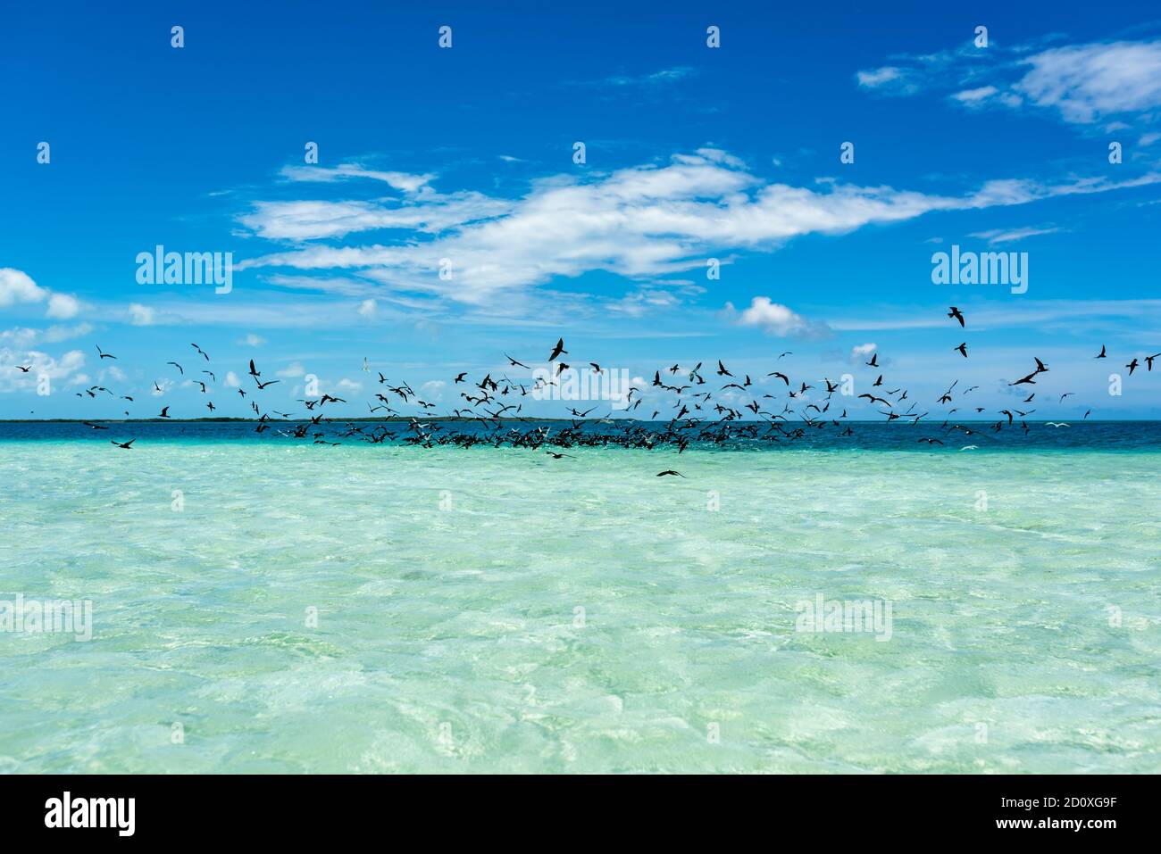 Birds over surface sea water hi-res stock photography and images - Alamy