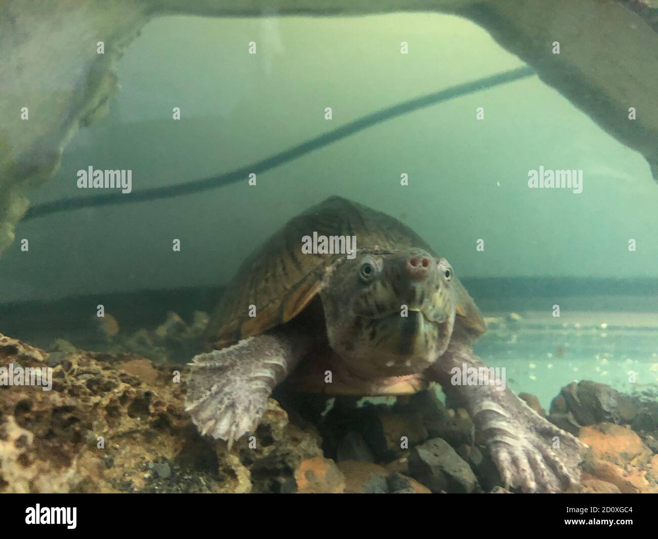 underwater razorback musk turtle closeup photo Stock Photo - Alamy