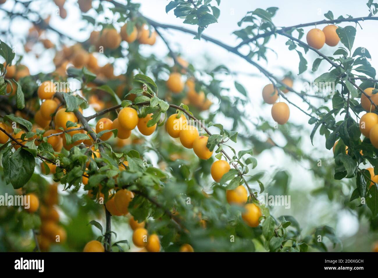 Plump fruit hi-res stock photography and images - Alamy