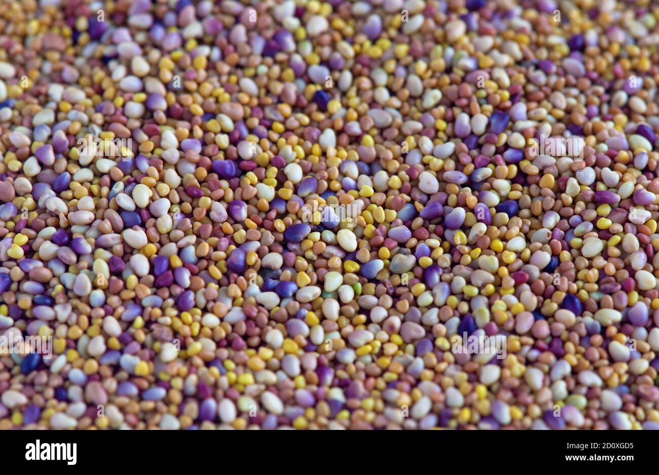 Colourful seeds hi-res stock photography and images - Alamy