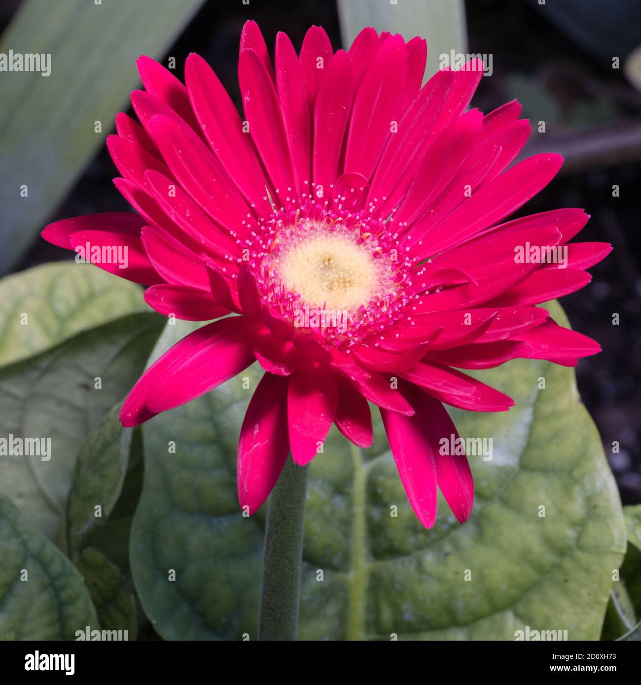 Gerbera daisy plant hi-res stock photography and images - Alamy