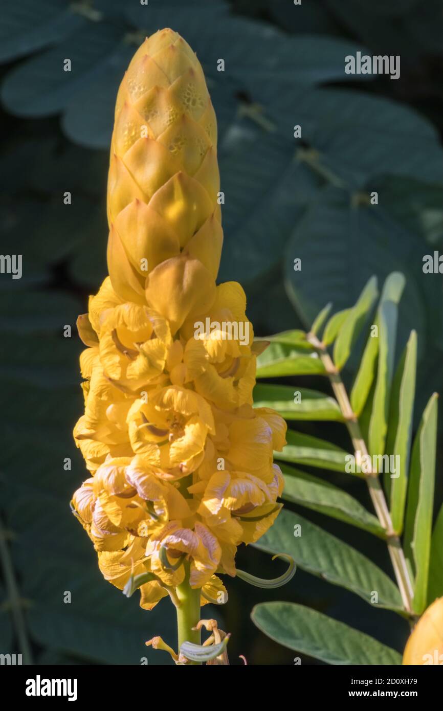 Candlestick senna hi-res stock photography and images - Alamy