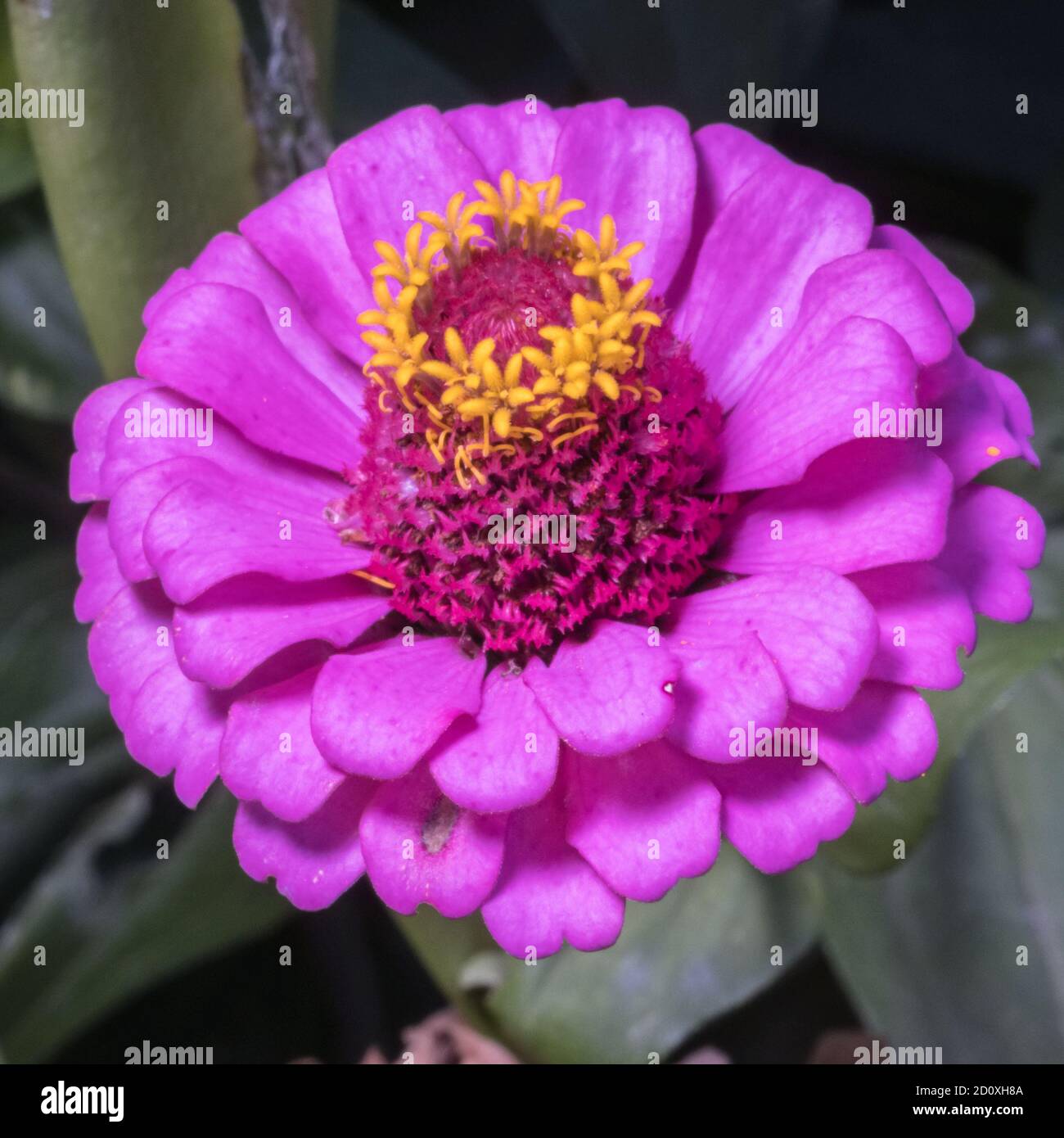 Elegant zinnia Zinnia elegans or common zinnia is an annual flowering ...