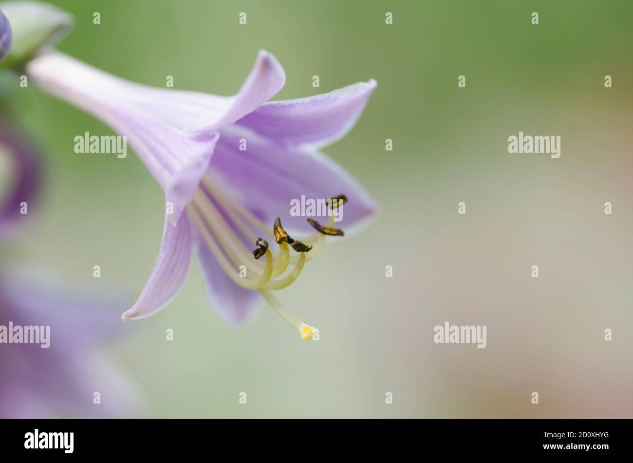 Purple hosta hi-res stock photography and images - Alamy