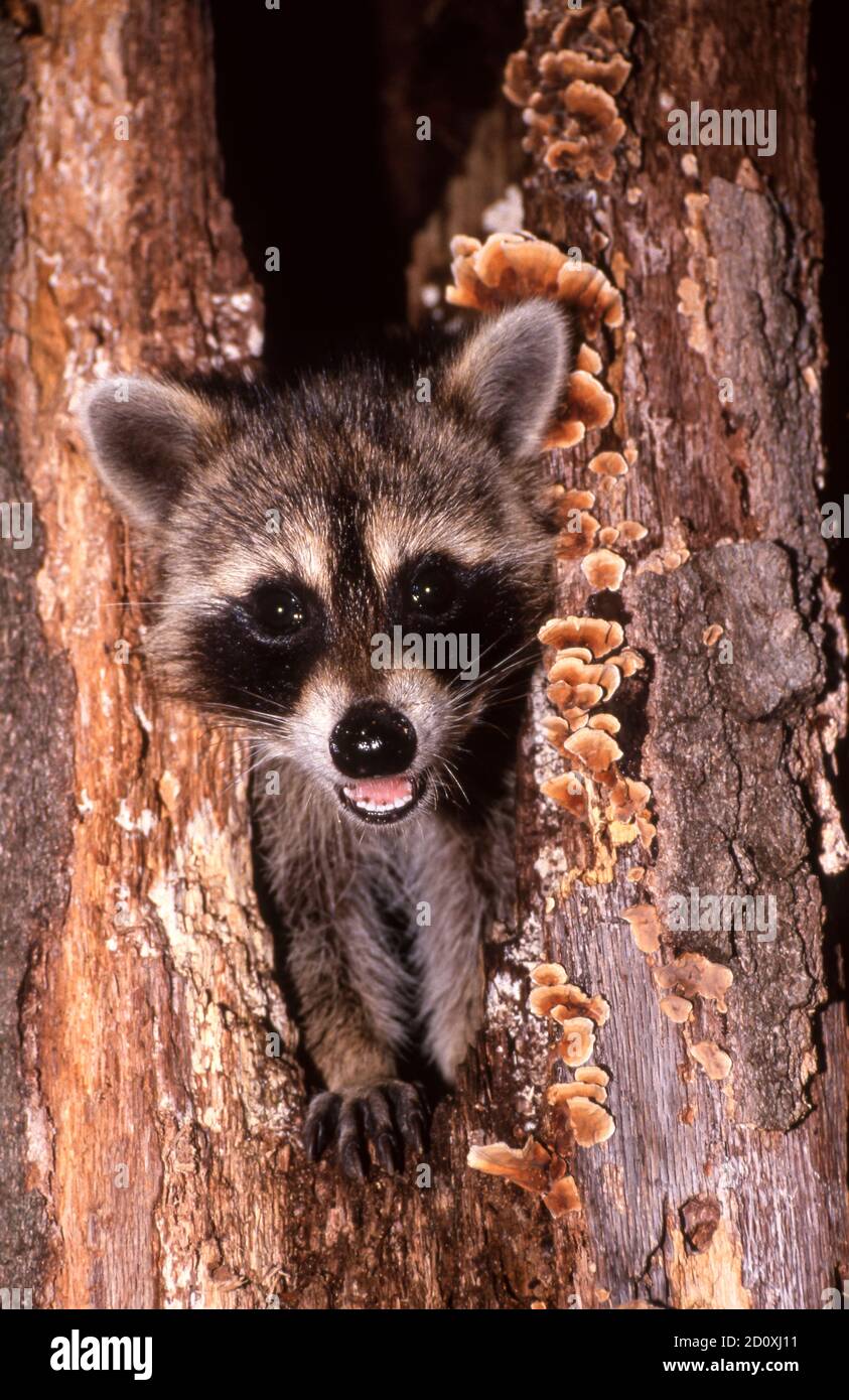 Little Raccoon, Procyon lotor, peeks out from tree covered with lichen ...