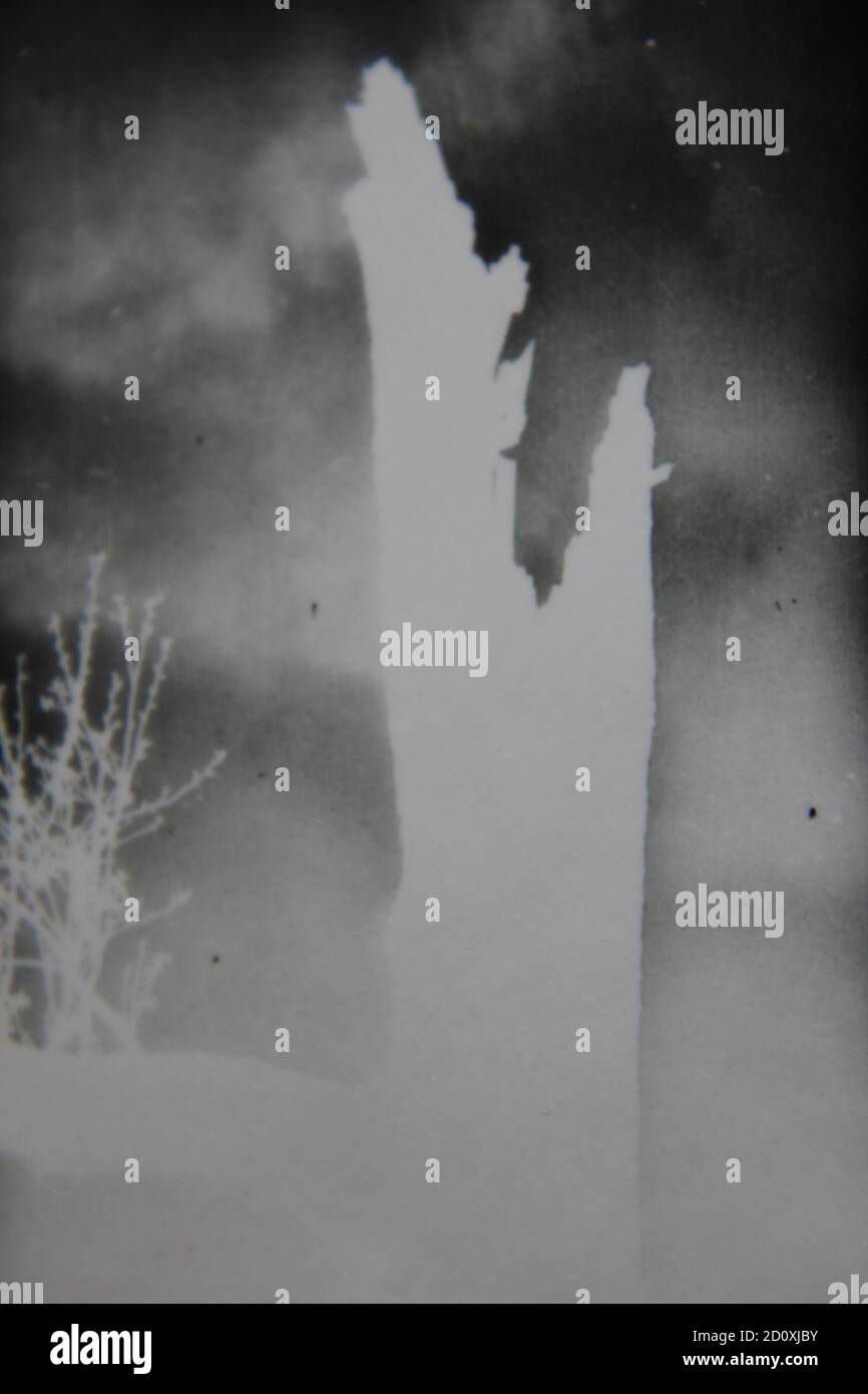 Fine 1970s vintage black and white photography of a huge tree stump in ...