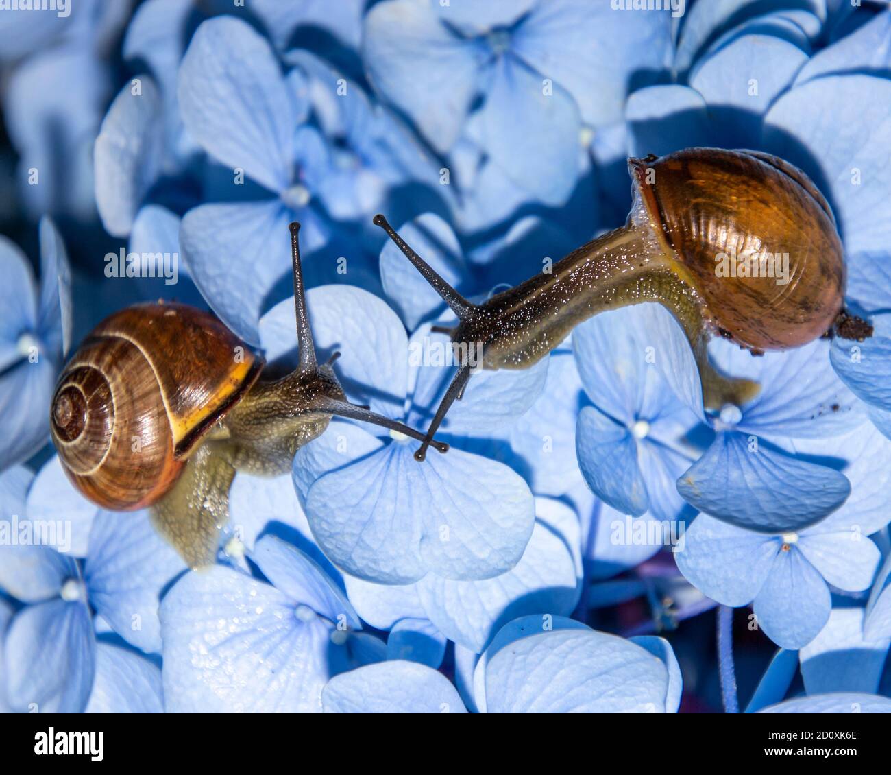 Two color slime hi-res stock photography and images - Alamy