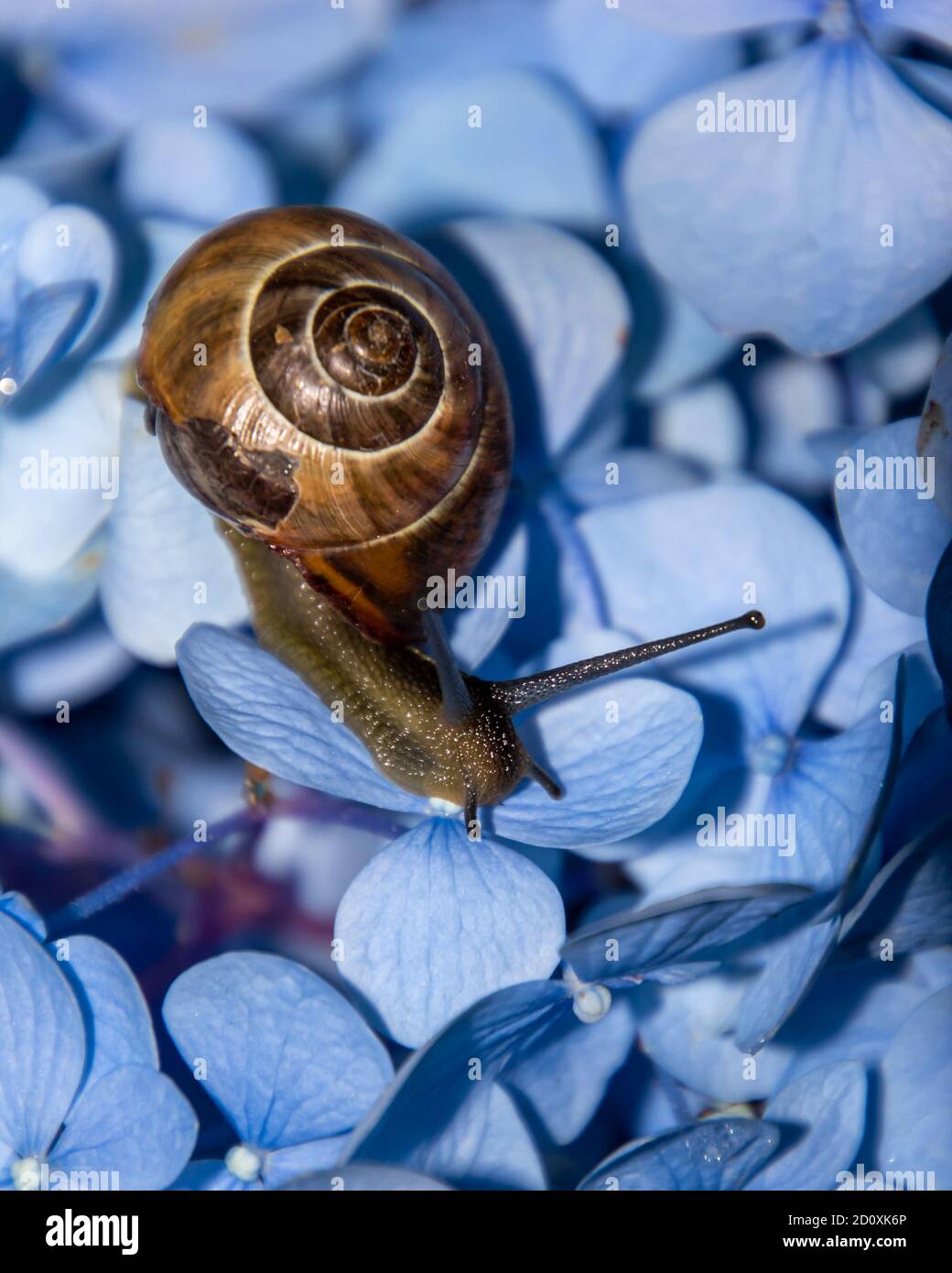 Beautiful snail hi-res stock photography and images - Alamy