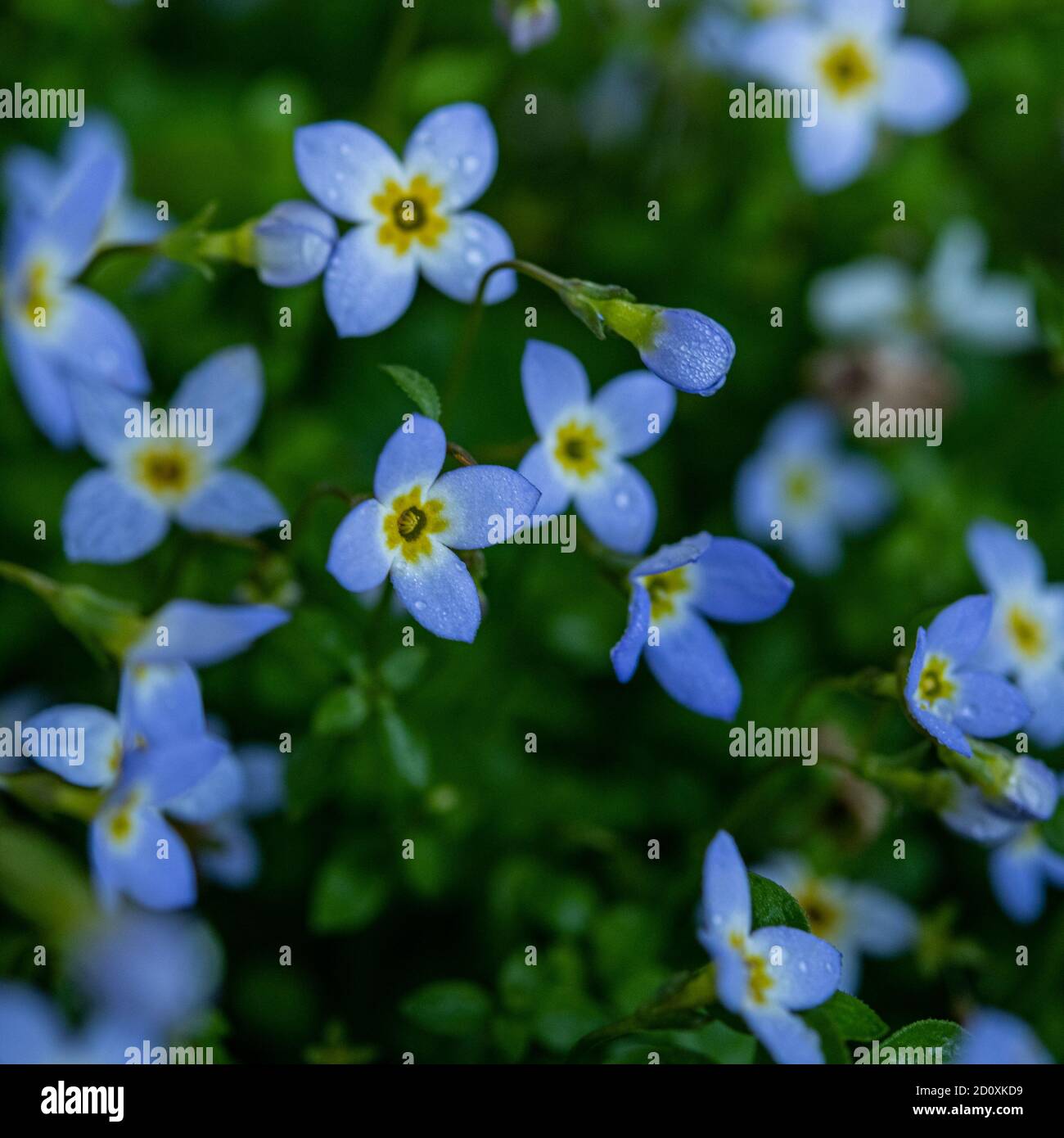 Bluet flowers hi-res stock photography and images - Alamy