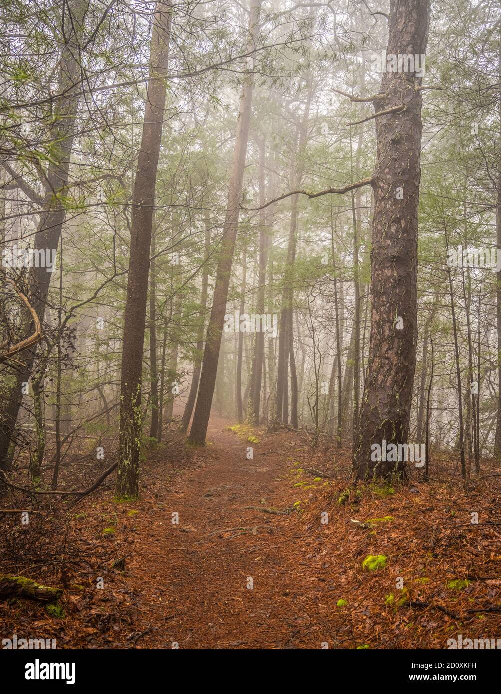 Fog Covers Pine Straw Traiil in the Smokies Stock Photo - Alamy