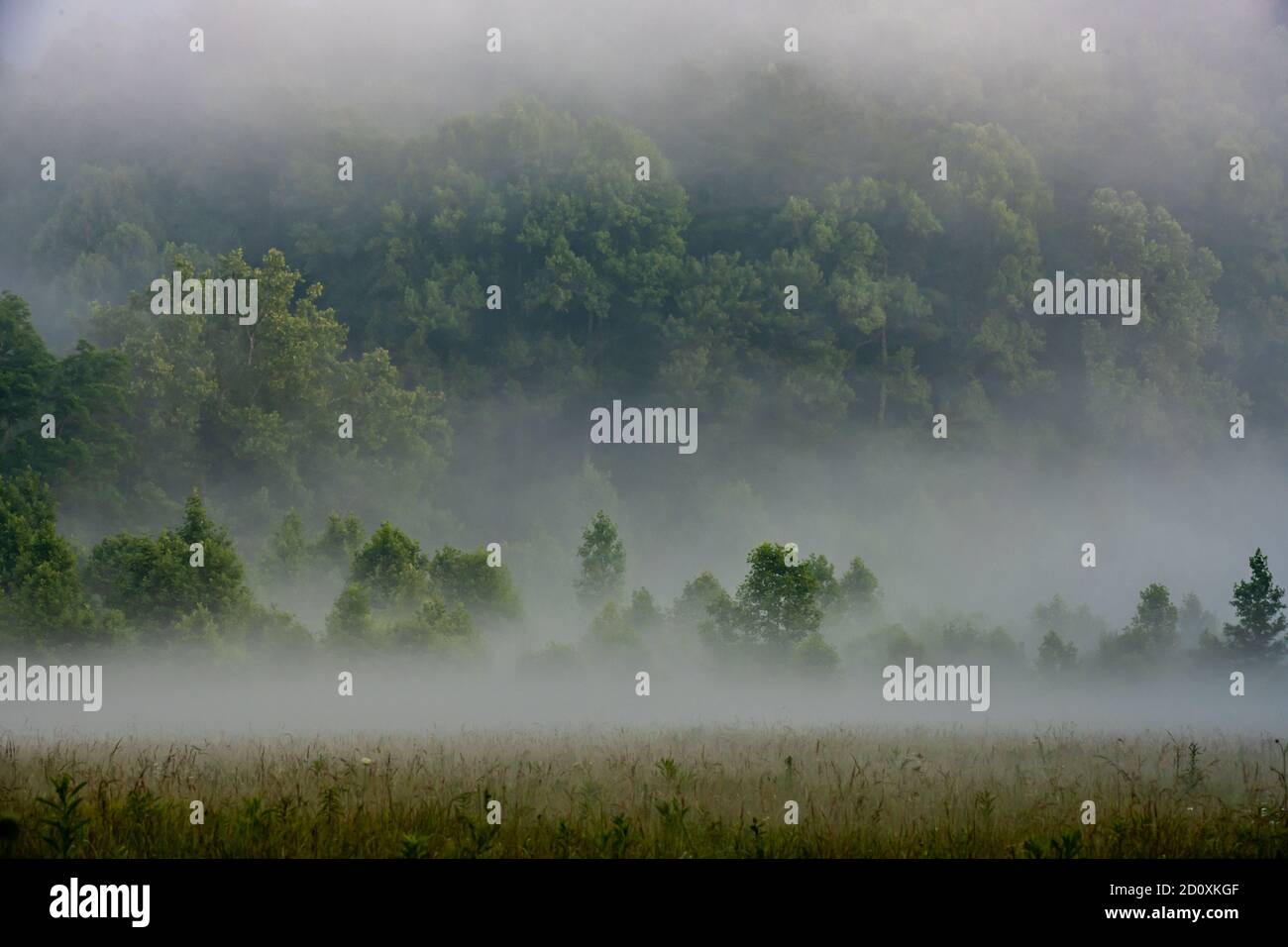 Fog Hugs the Forest across fields in Cades Cove Stock Photo - Alamy