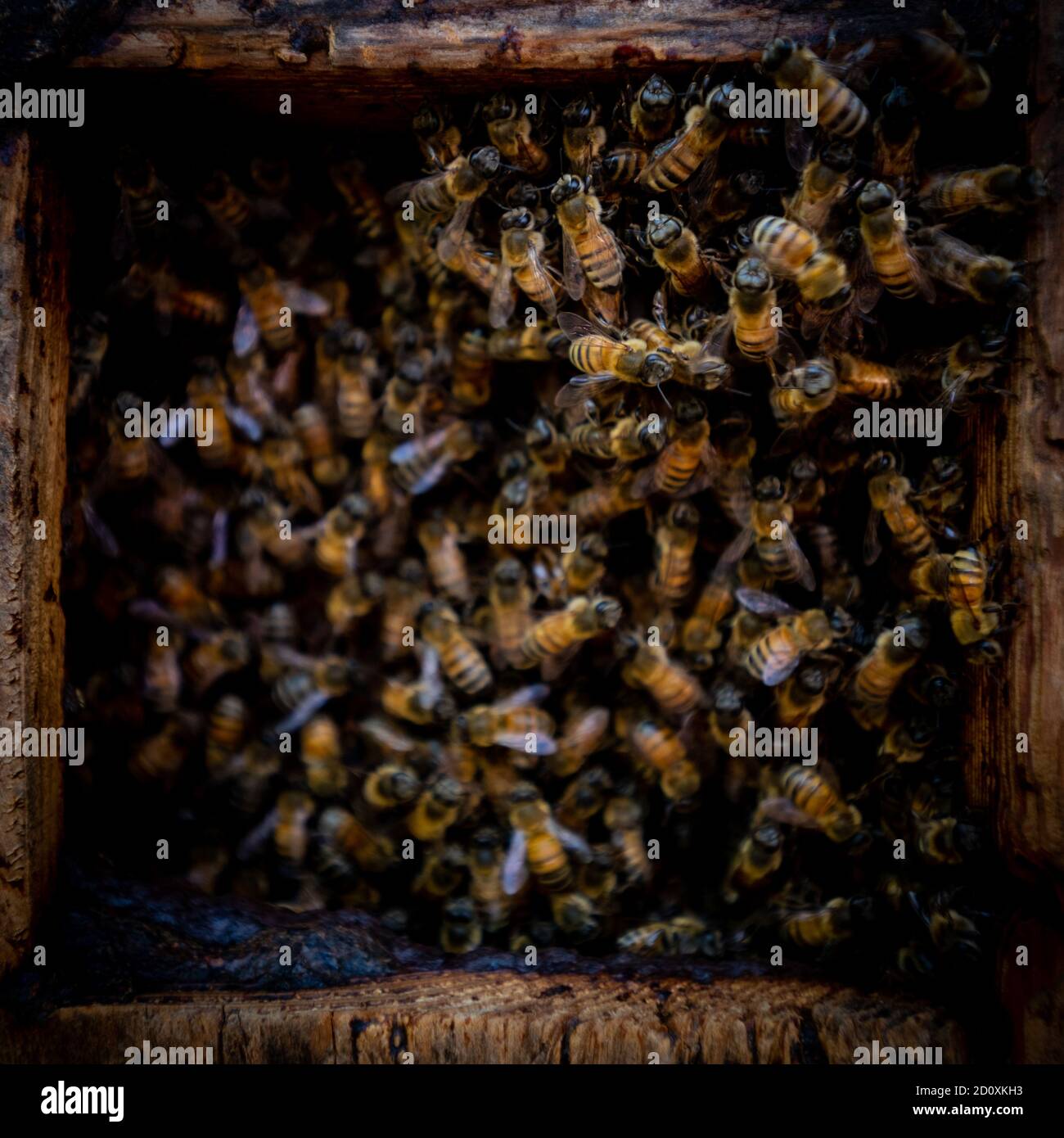 Mass of honey bees hi-res stock photography and images - Alamy