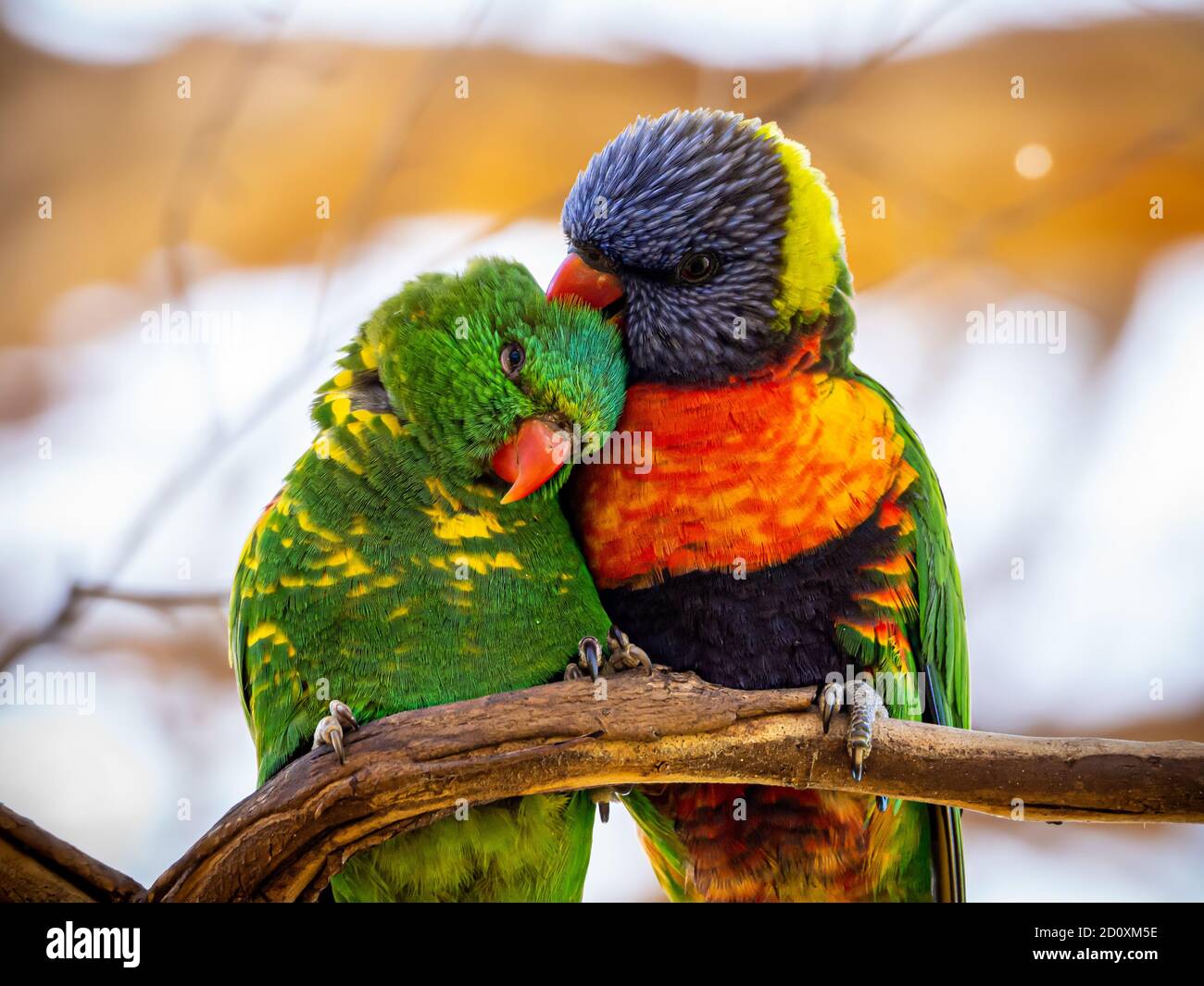 Birds flying from trees hi-res stock photography and images - Alamy