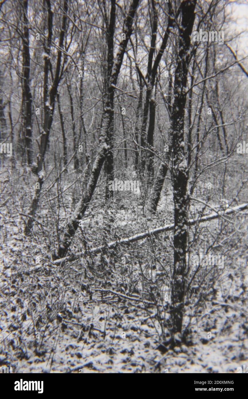 Fine 1970s vintage black and white photography of a wildwoods forest ...