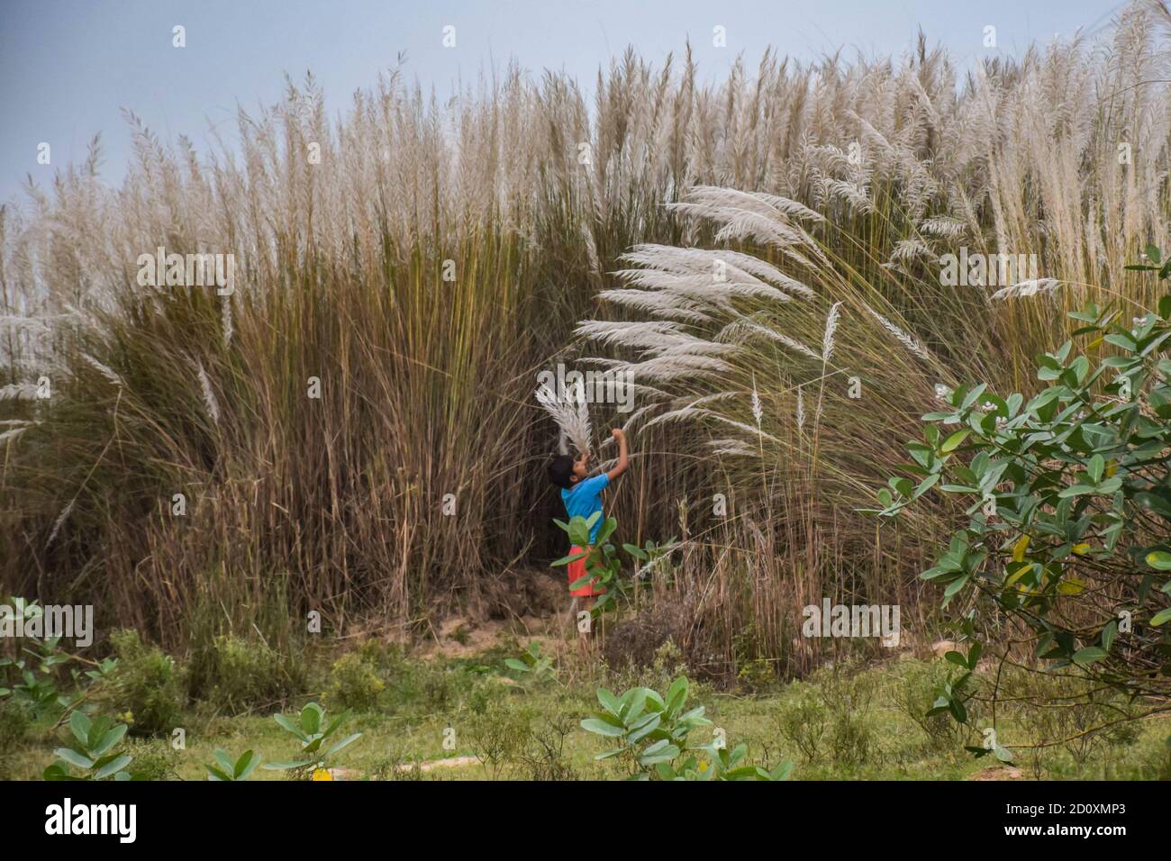 Kans grass hi-res stock photography and images - Alamy